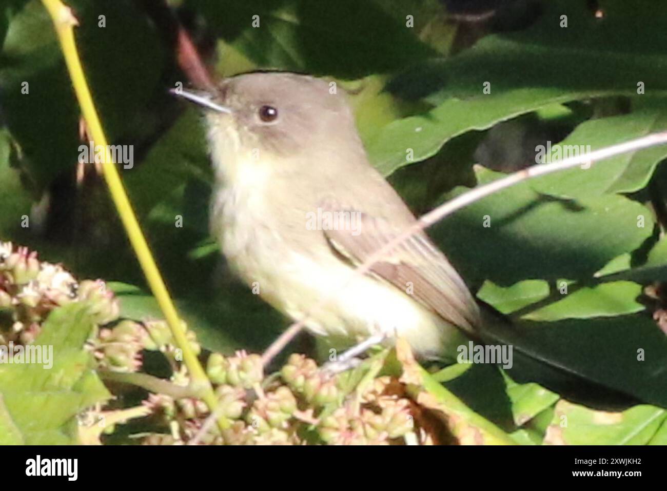 Eastern Phoebe (Sayornis phoebe) Aves Stock Photo - Alamy