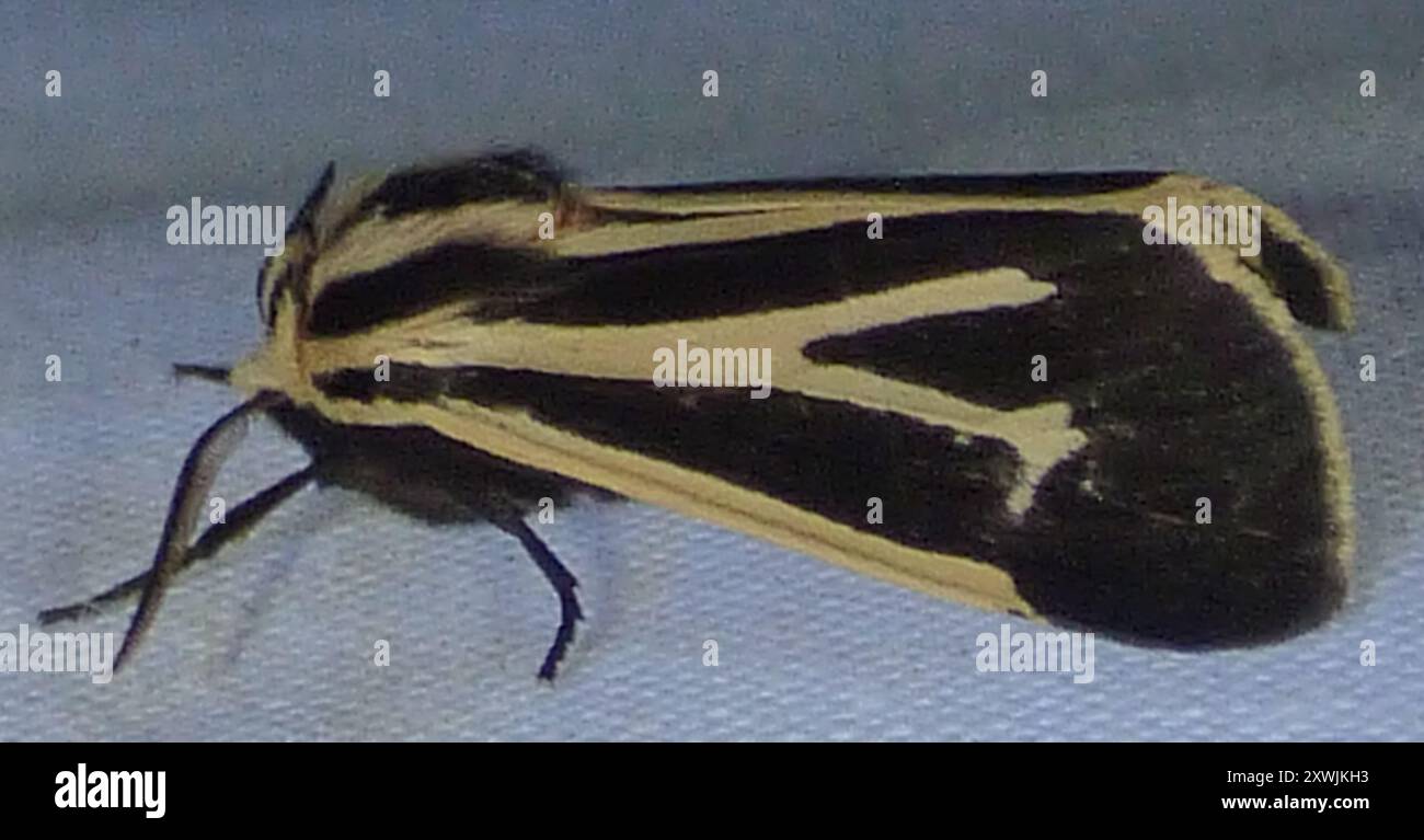 Harnessed Tiger Moth (Apantesis phalerata) Insecta Stock Photo - Alamy