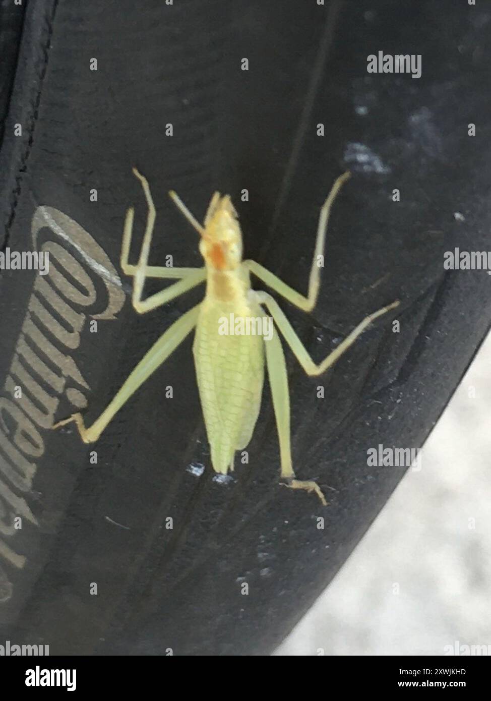 Common Tree Crickets (Oecanthus) Insecta Stock Photo - Alamy