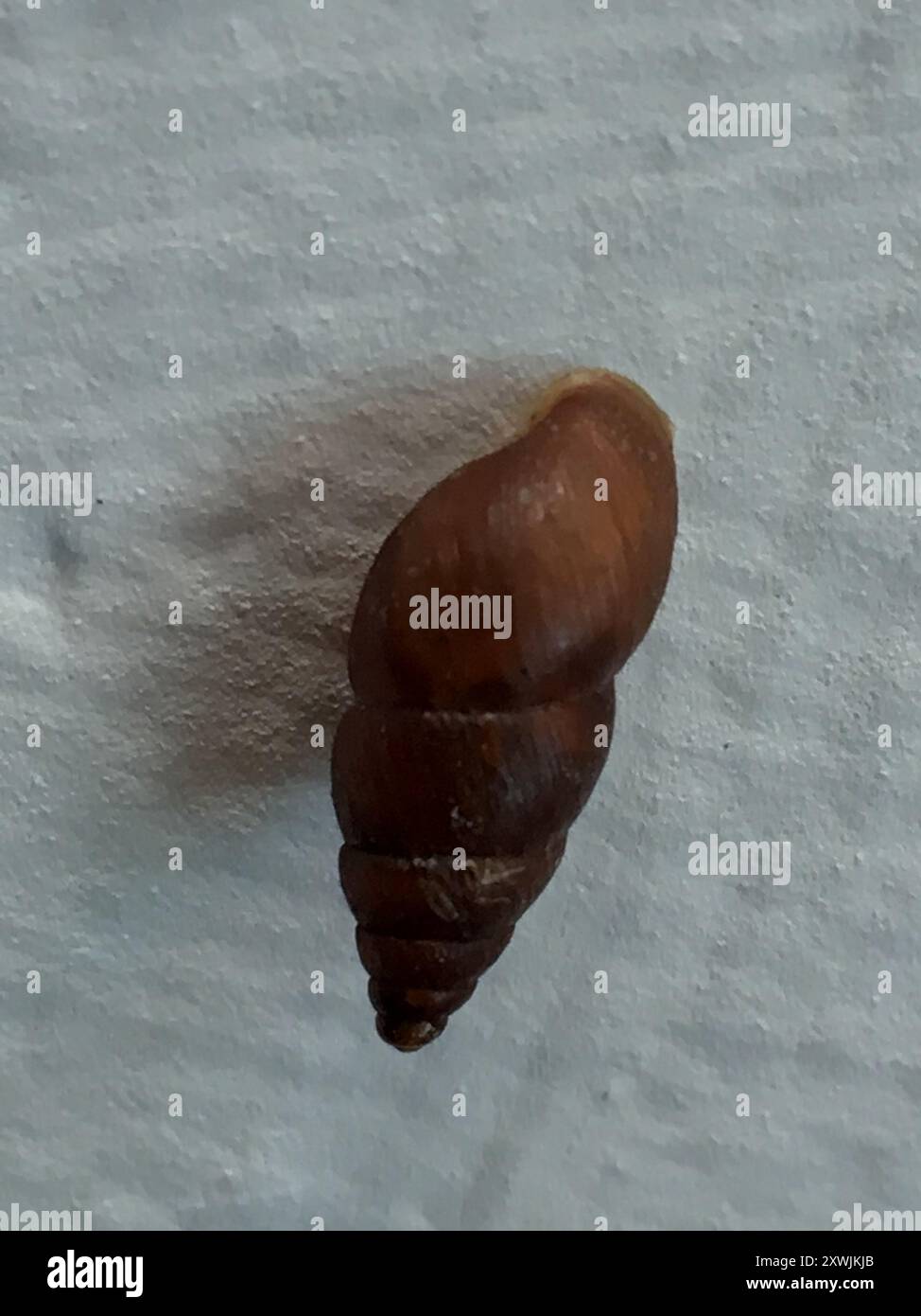 Mountain Bulin (Ena montana) Mollusca Stock Photo - Alamy