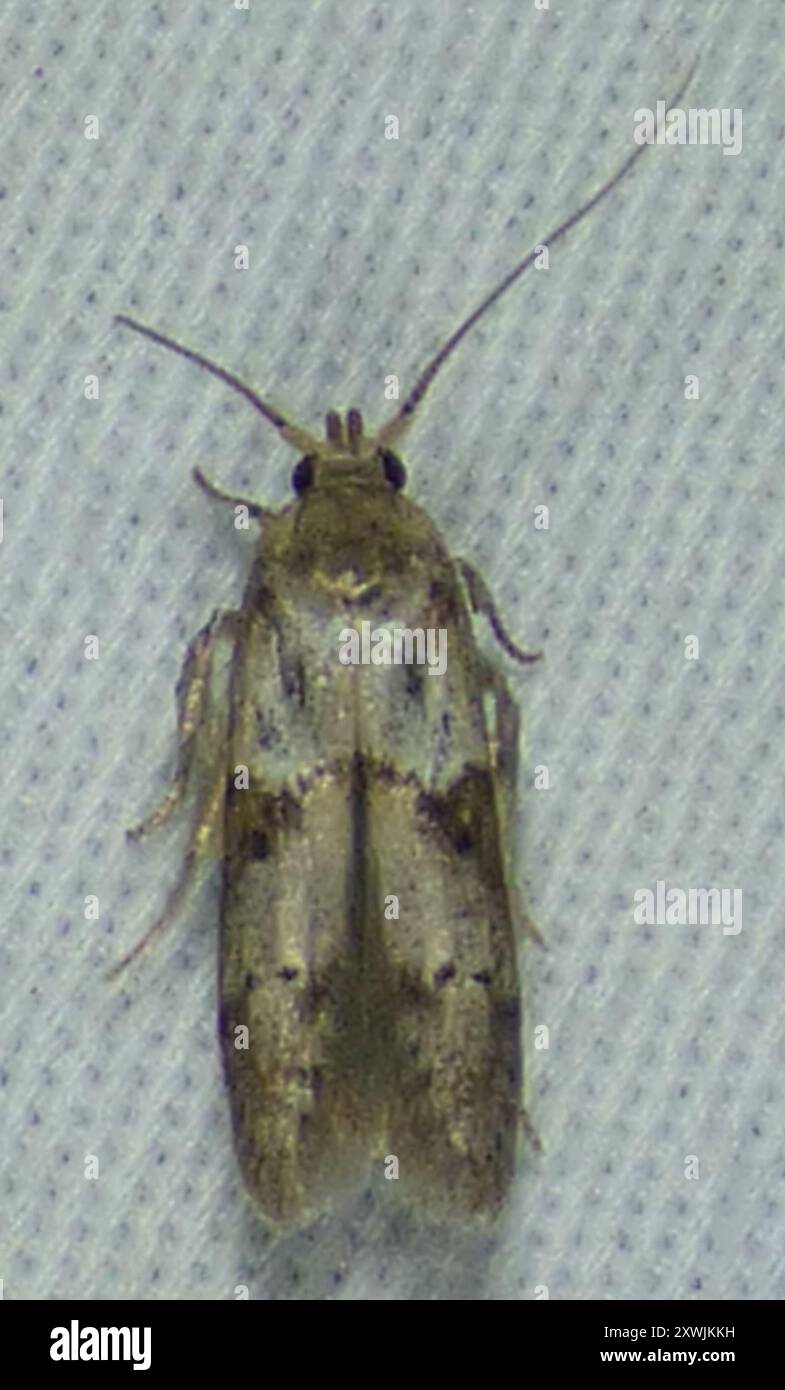 Acorn Moth (Blastobasis glandulella) Insecta Stock Photo - Alamy