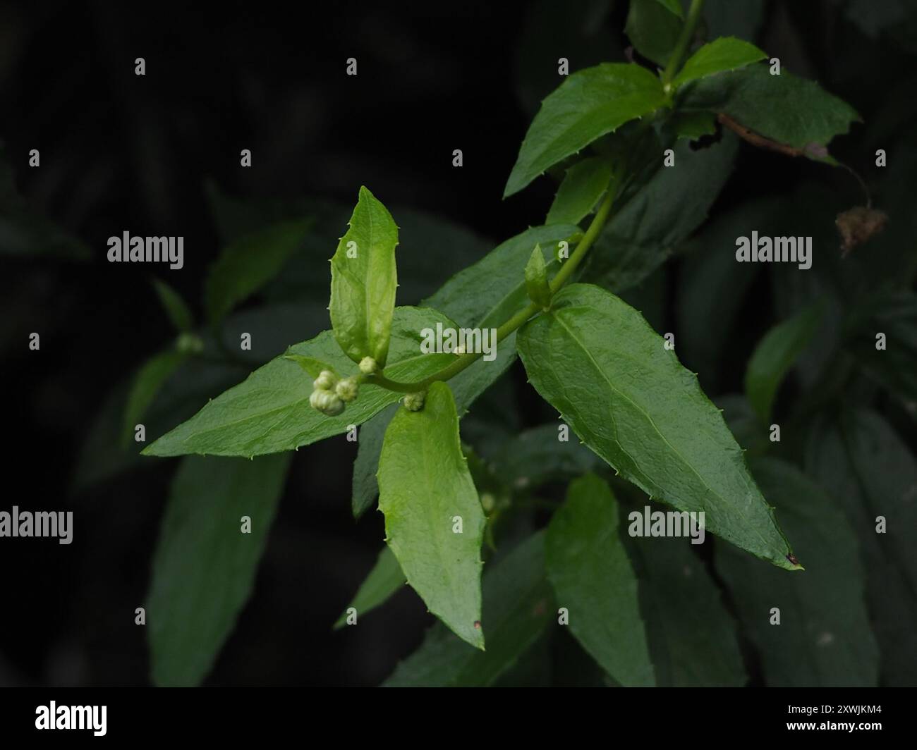 Big-flowered Blumea (Blumea megacephala) Plantae Stock Photo - Alamy