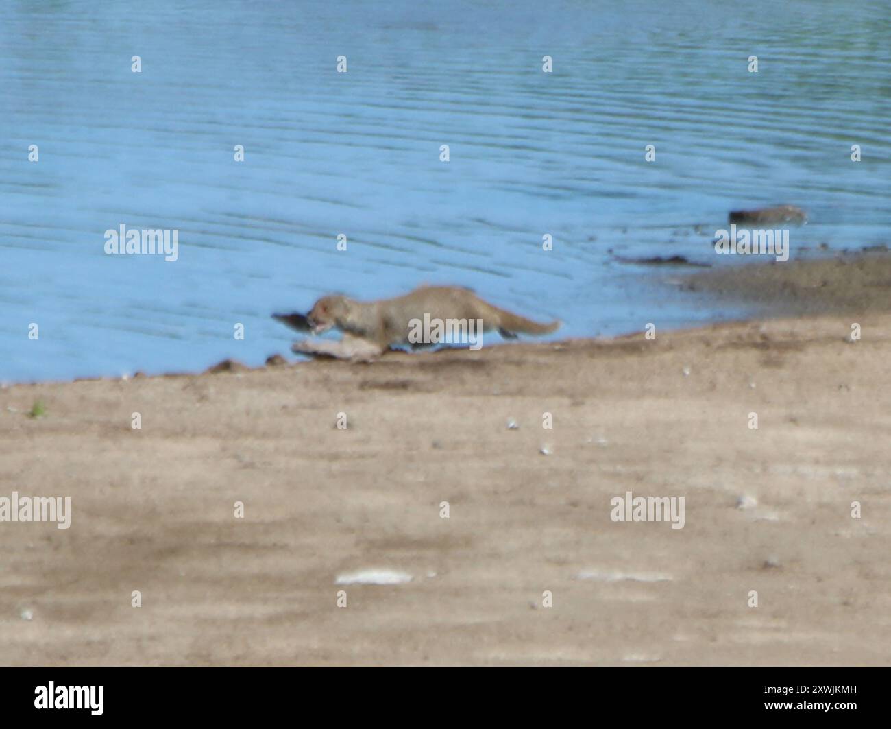 Small Indian Mongoose (Urva auropunctata) Mammalia Stock Photo - Alamy