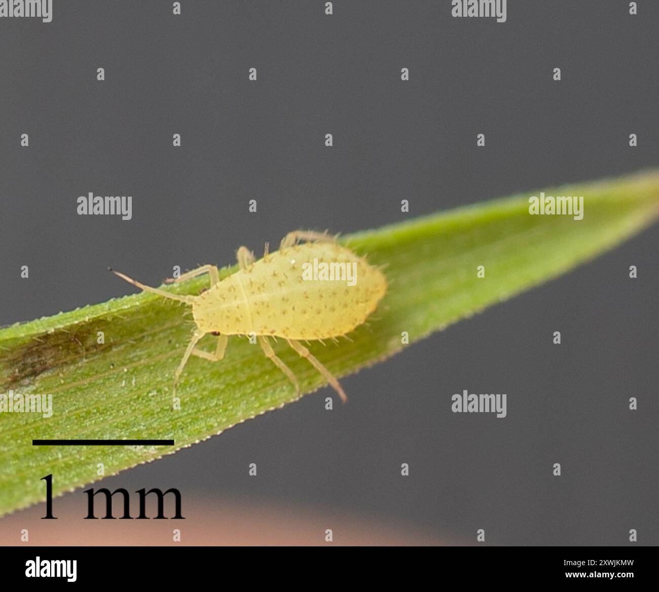 Sugarcane aphid hi-res stock photography and images - Alamy