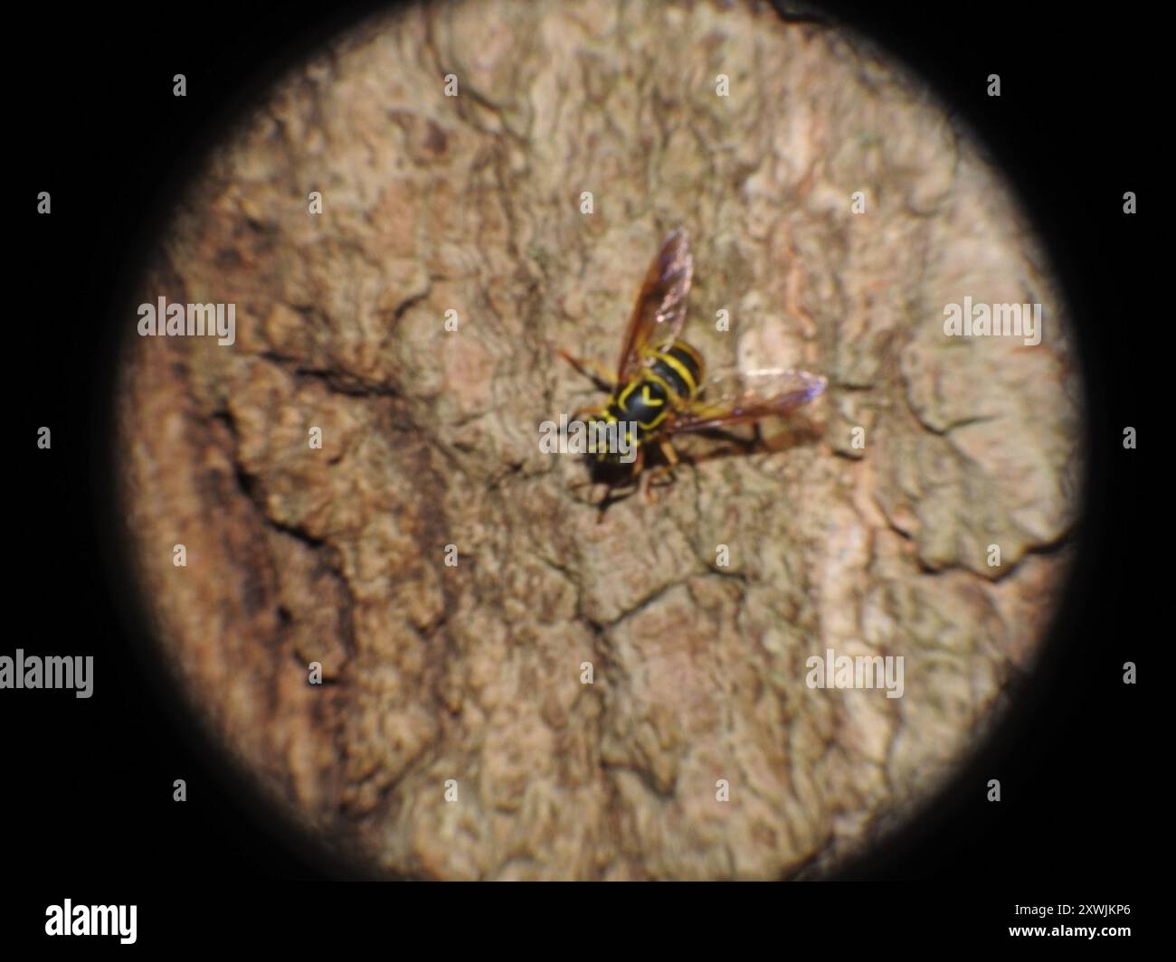 Eastern Hornet Fly (Spilomyia longicornis) Insecta Stock Photo - Alamy