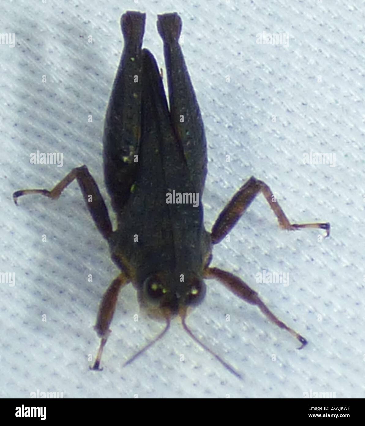 Black-sided Pygmy Grasshopper (Tettigidea lateralis) Insecta Stock ...