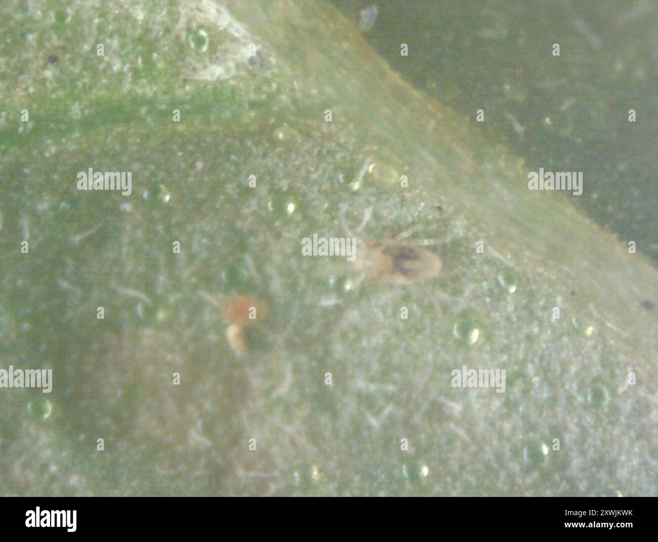 Twospotted Spider Mite (Tetranychus urticae) Arachnida Stock Photo - Alamy