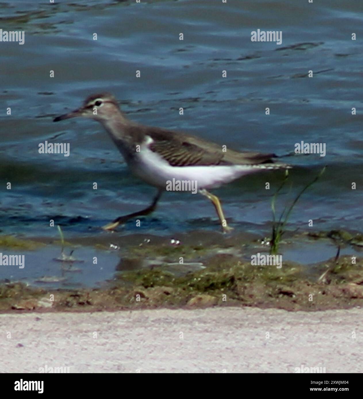 Spotted Sandpiper (Actitis macularius) Aves Stock Photo - Alamy