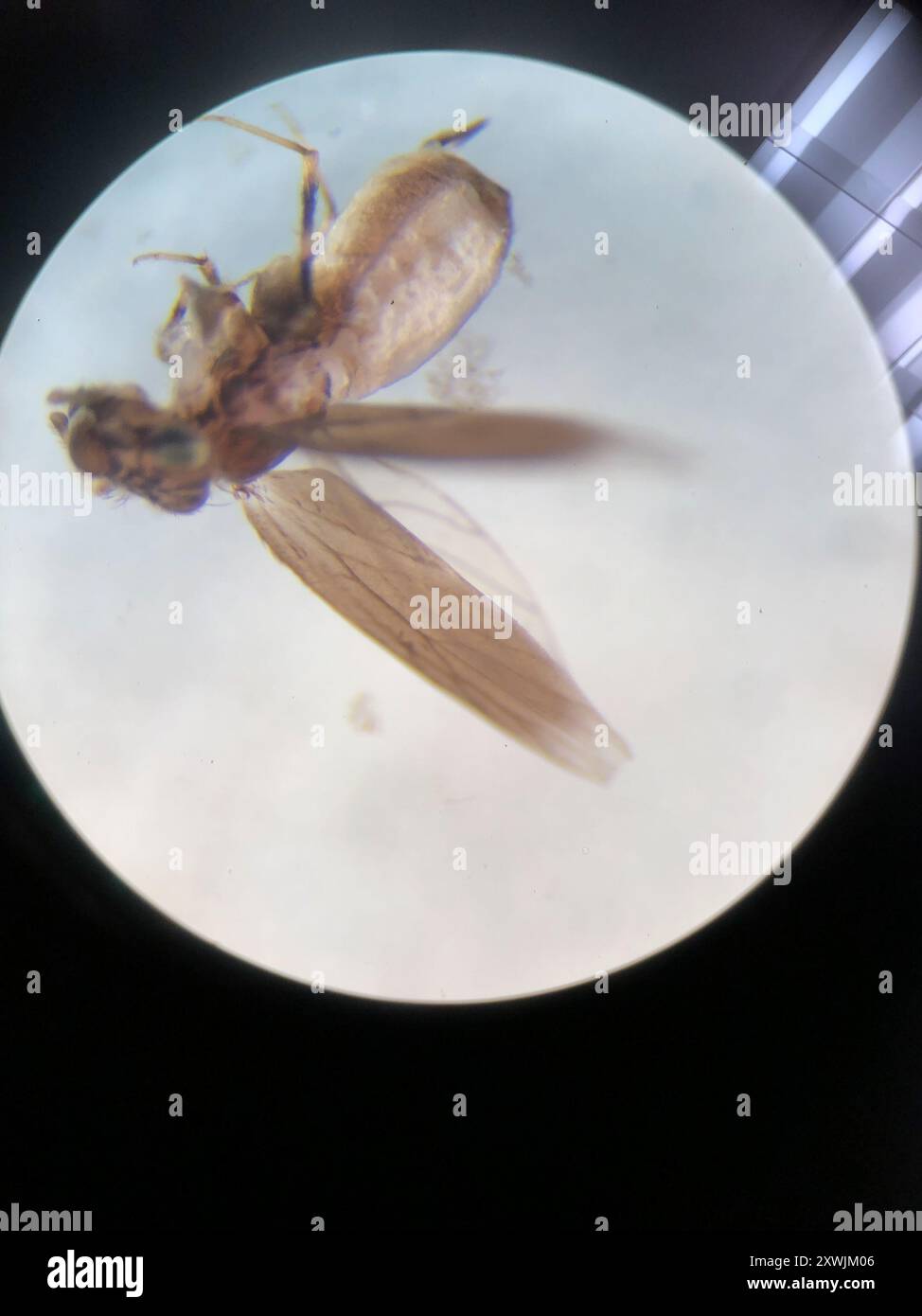 Barklice, Booklice, and Parasitic Lice (Psocodea) Insecta Stock Photo ...