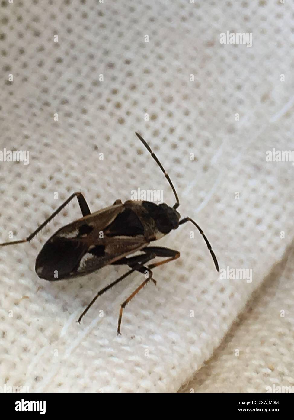 bright-spotted groundbug (Rhyparochromus vulgaris) Insecta Stock Photo ...