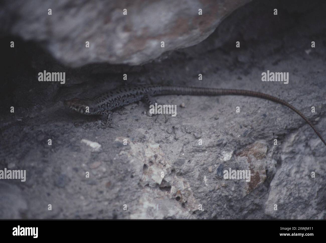 Greek Rock Lizard (Hellenolacerta graeca) Reptilia Stock Photo - Alamy