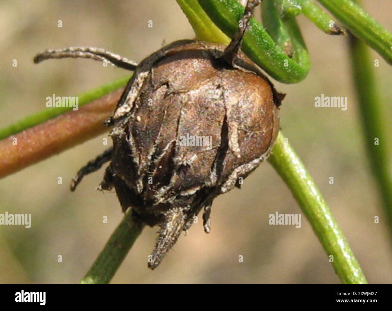Common Vomitdaisy (Geigeria ornativa) Plantae Stock Photo - Alamy