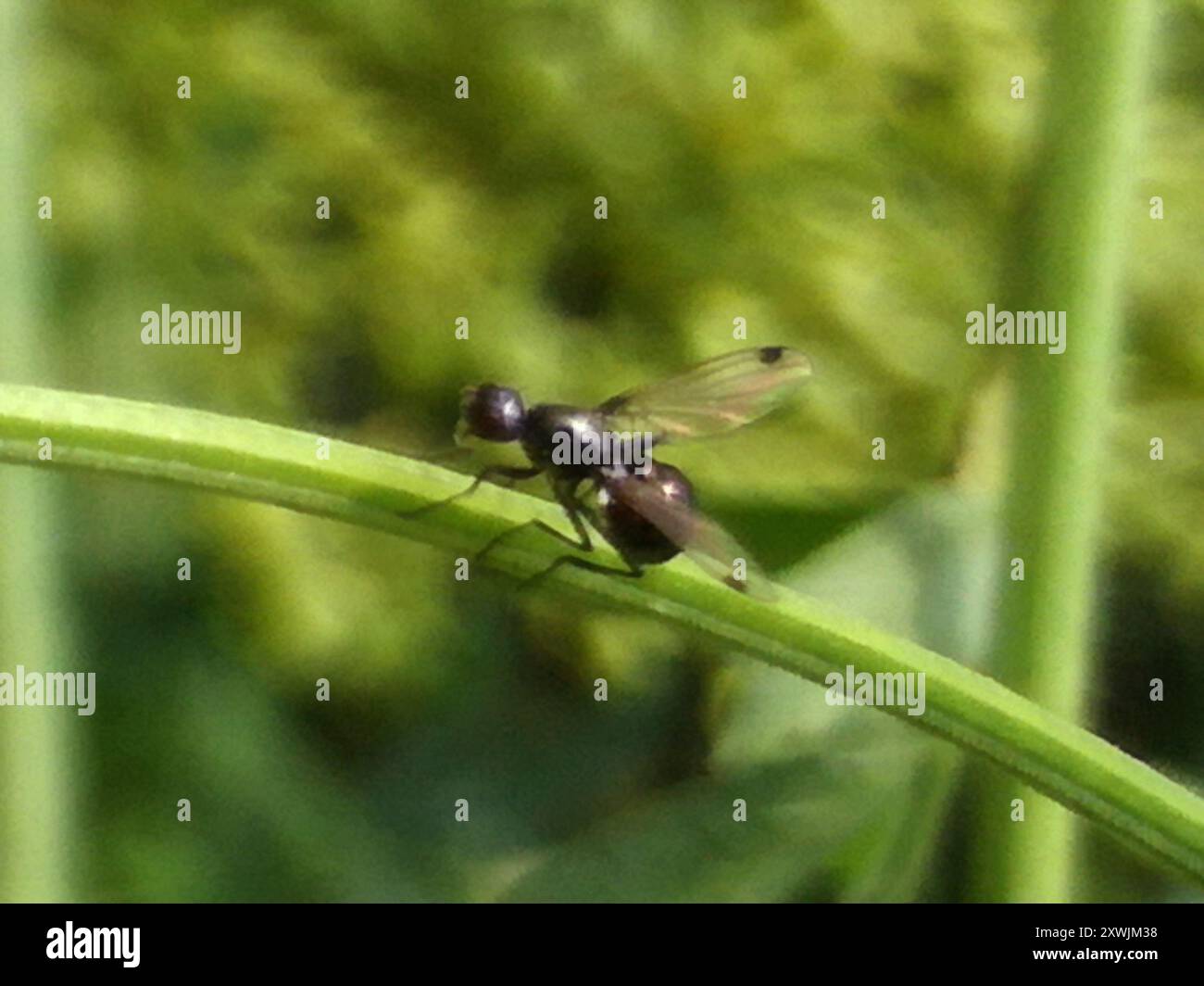 Black Scavenger Flies (Sepsidae) Insecta Stock Photo - Alamy