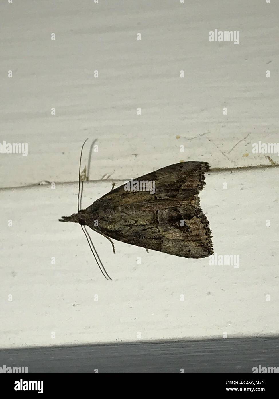 Green Cloverworm Moth (Hypena scabra) Insecta Stock Photo - Alamy