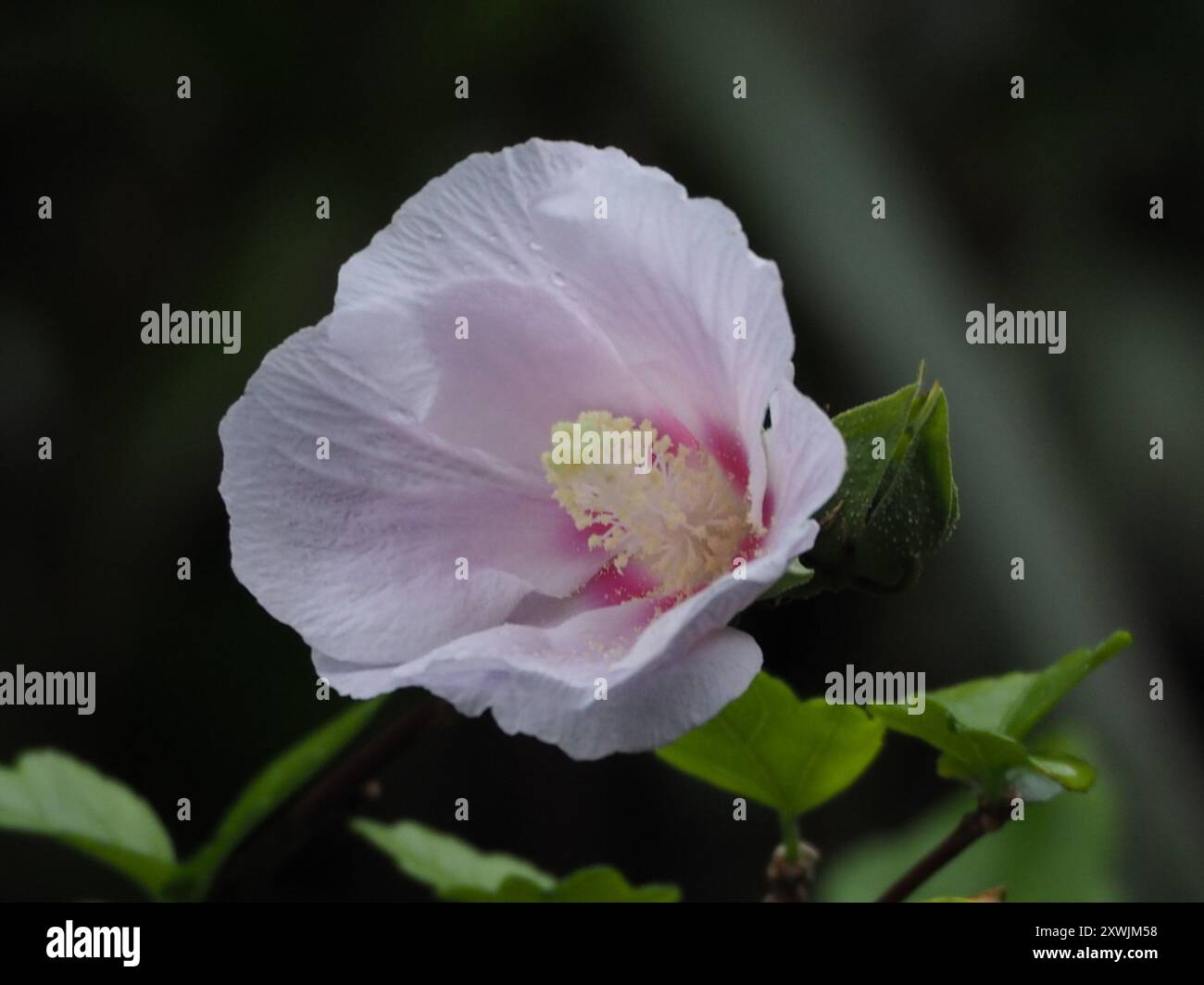 common hibiscus (Hibiscus syriacus) Plantae Stock Photo - Alamy