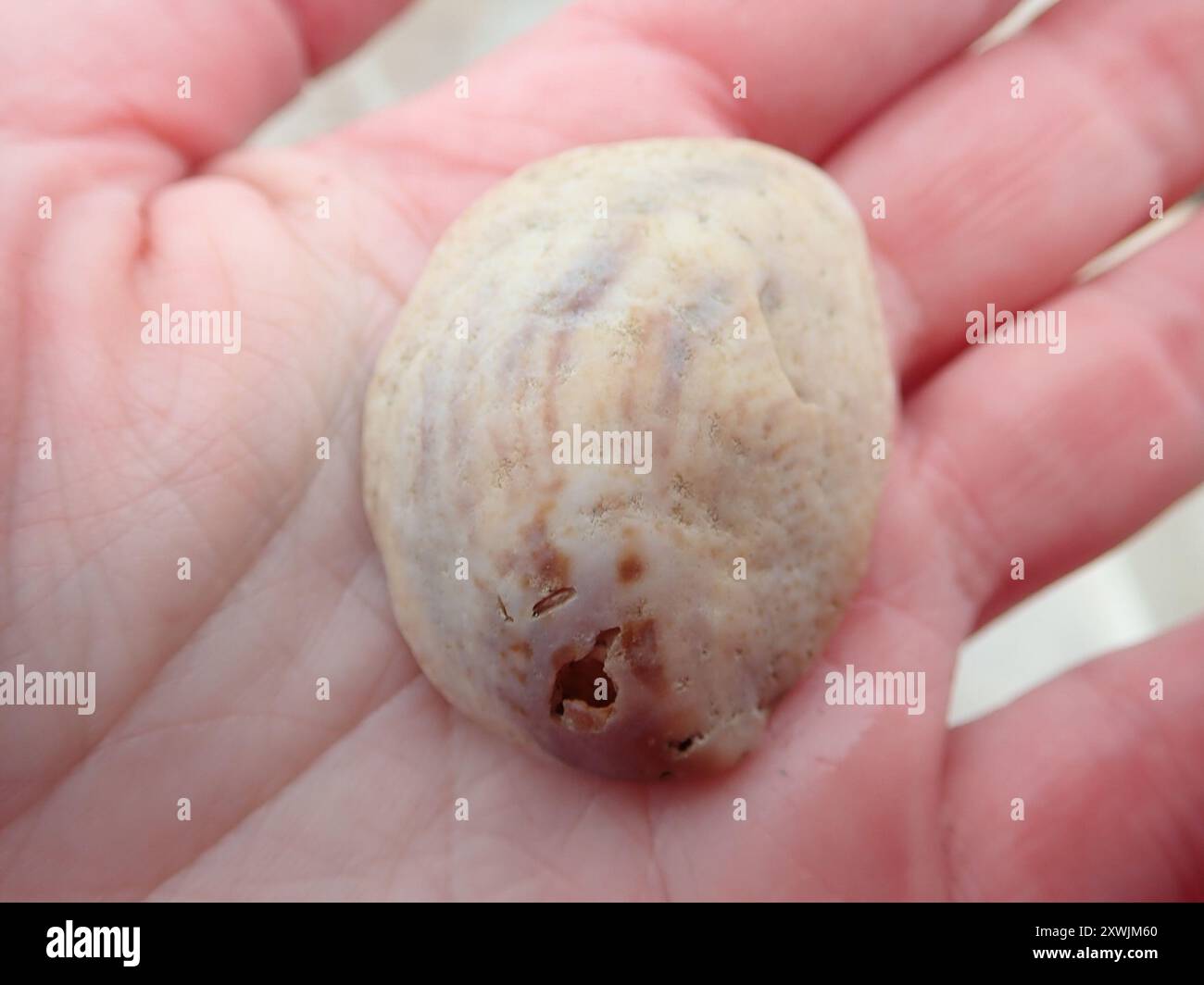 Common Atlantic Slippersnail (Crepidula fornicata) Mollusca Stock Photo ...