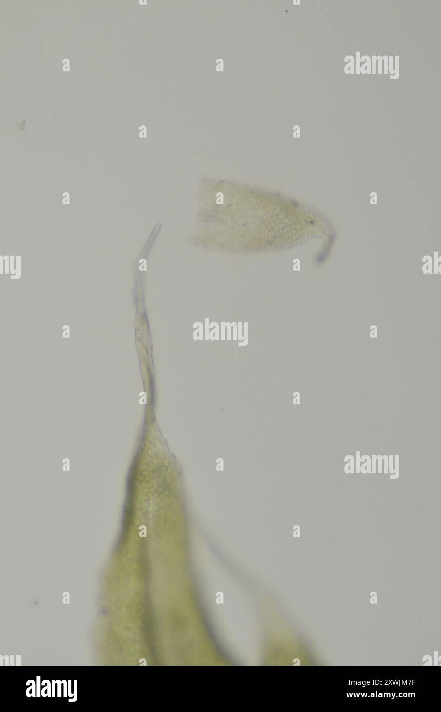 Bolander's claopodium moss (Claopodium bolanderi) Plantae Stock Photo ...