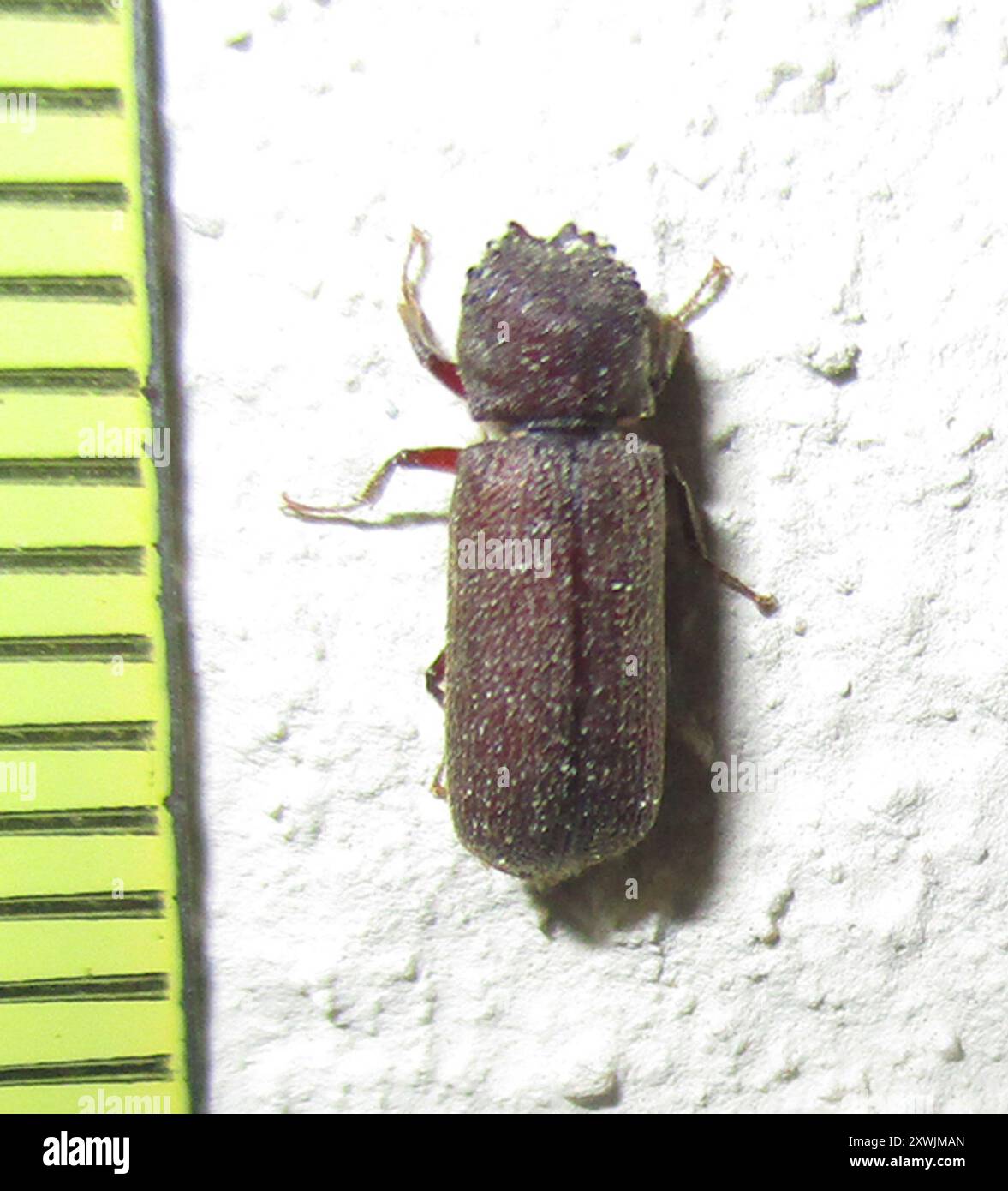 Boxwood Borer (Heterobostrychus brunneus) Insecta Stock Photo - Alamy