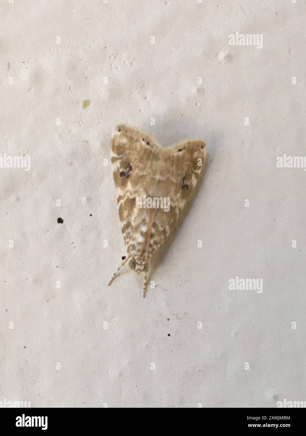 Cabbage Webworm Moth (Hellula rogatalis) Insecta Stock Photo - Alamy