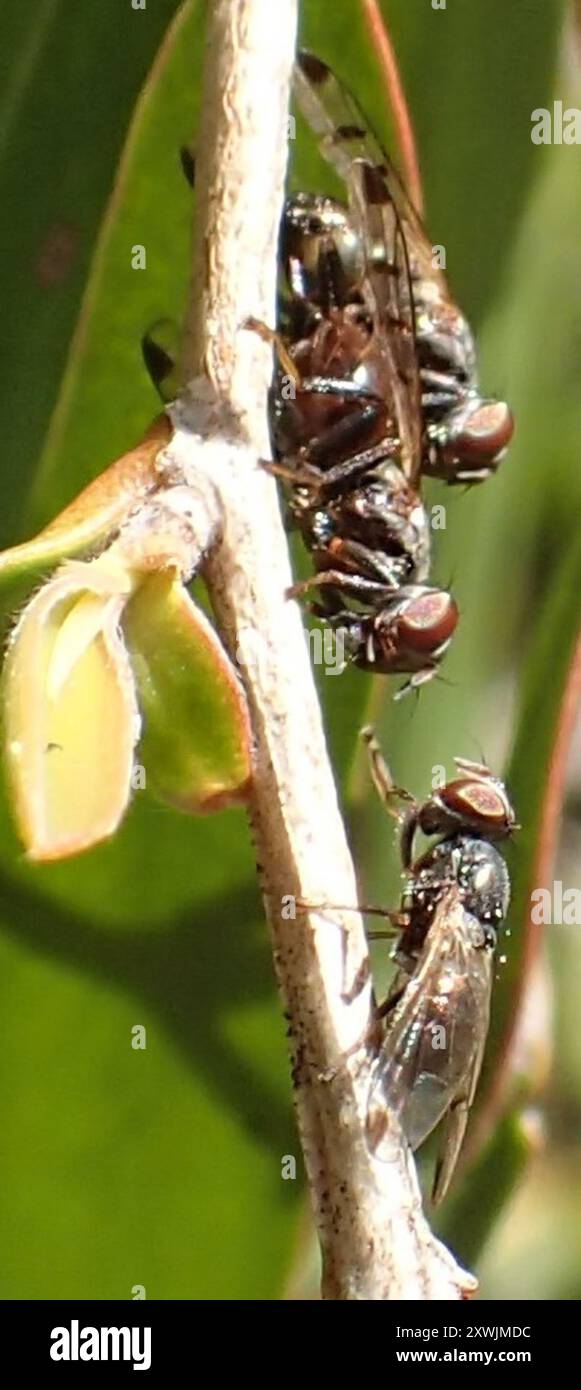 Signal Flies (Platystomatidae) Insecta Stock Photo - Alamy