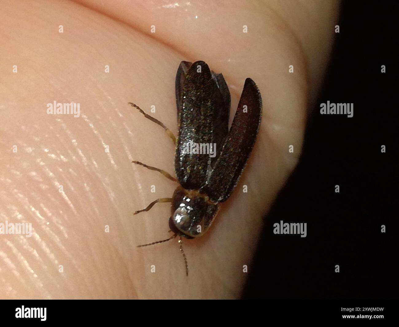 Lesser Glowworm (Lamprohiza splendidula) Insecta Stock Photo - Alamy