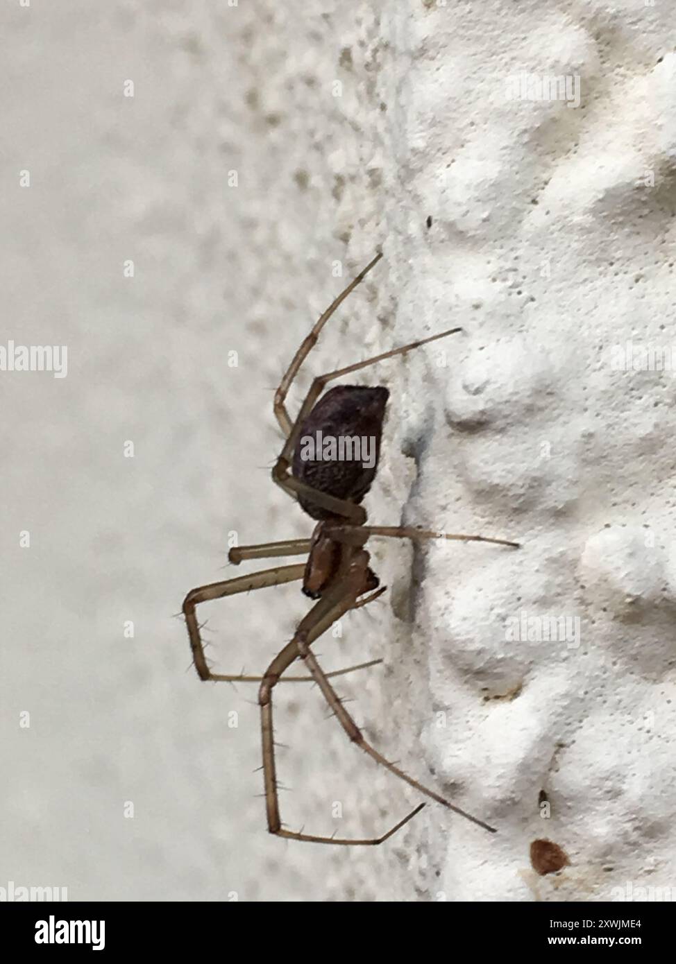 Common sheetweb spider (Linyphia triangularis) Arachnida Stock Photo ...