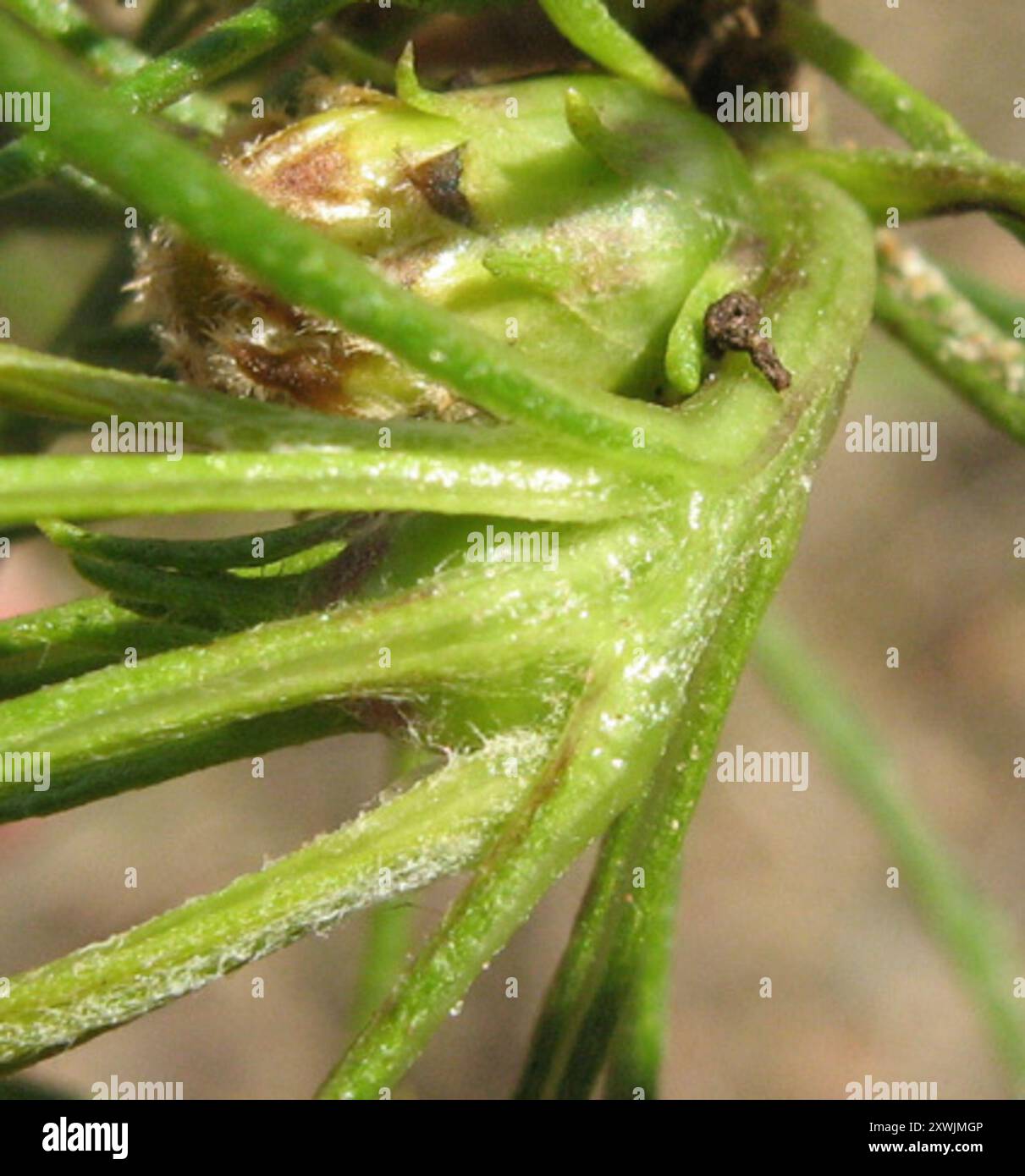 Common Vomitdaisy (Geigeria ornativa) Plantae Stock Photo - Alamy