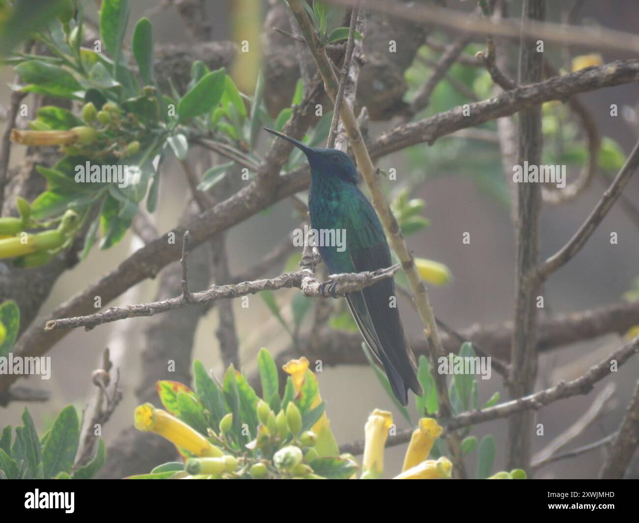 Sparkling Violetear (Colibri coruscans) Aves Stock Photo - Alamy