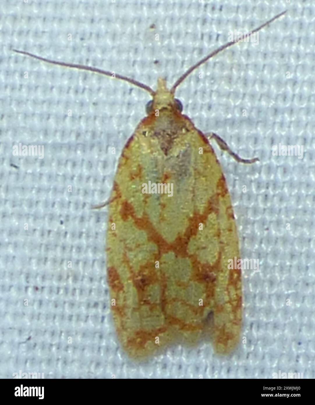 Sparganothis Fruitworm Moth (Sparganothis sulfureana) Insecta Stock ...