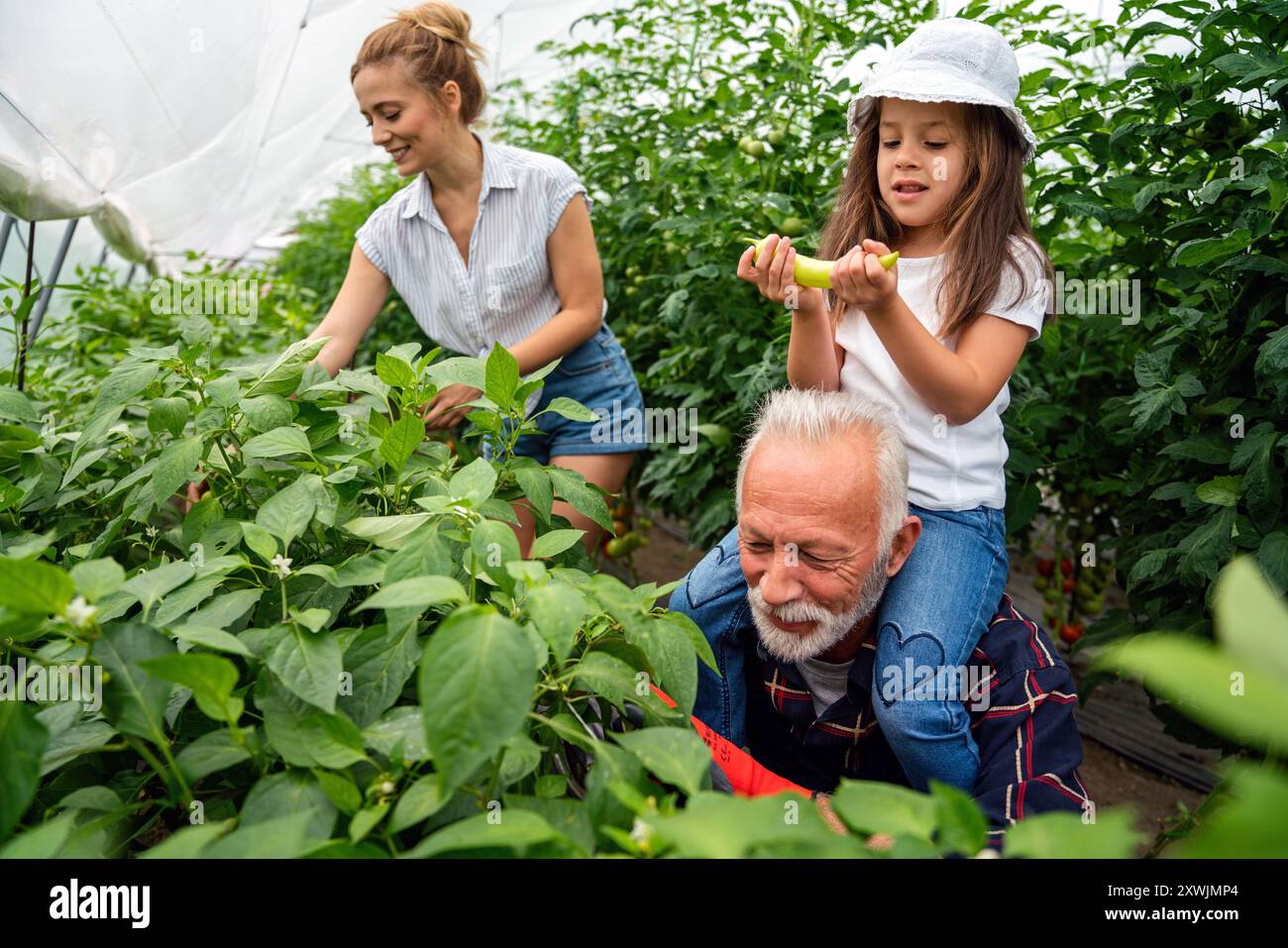 Happy family, generations working together organic farm in greenhouse ...