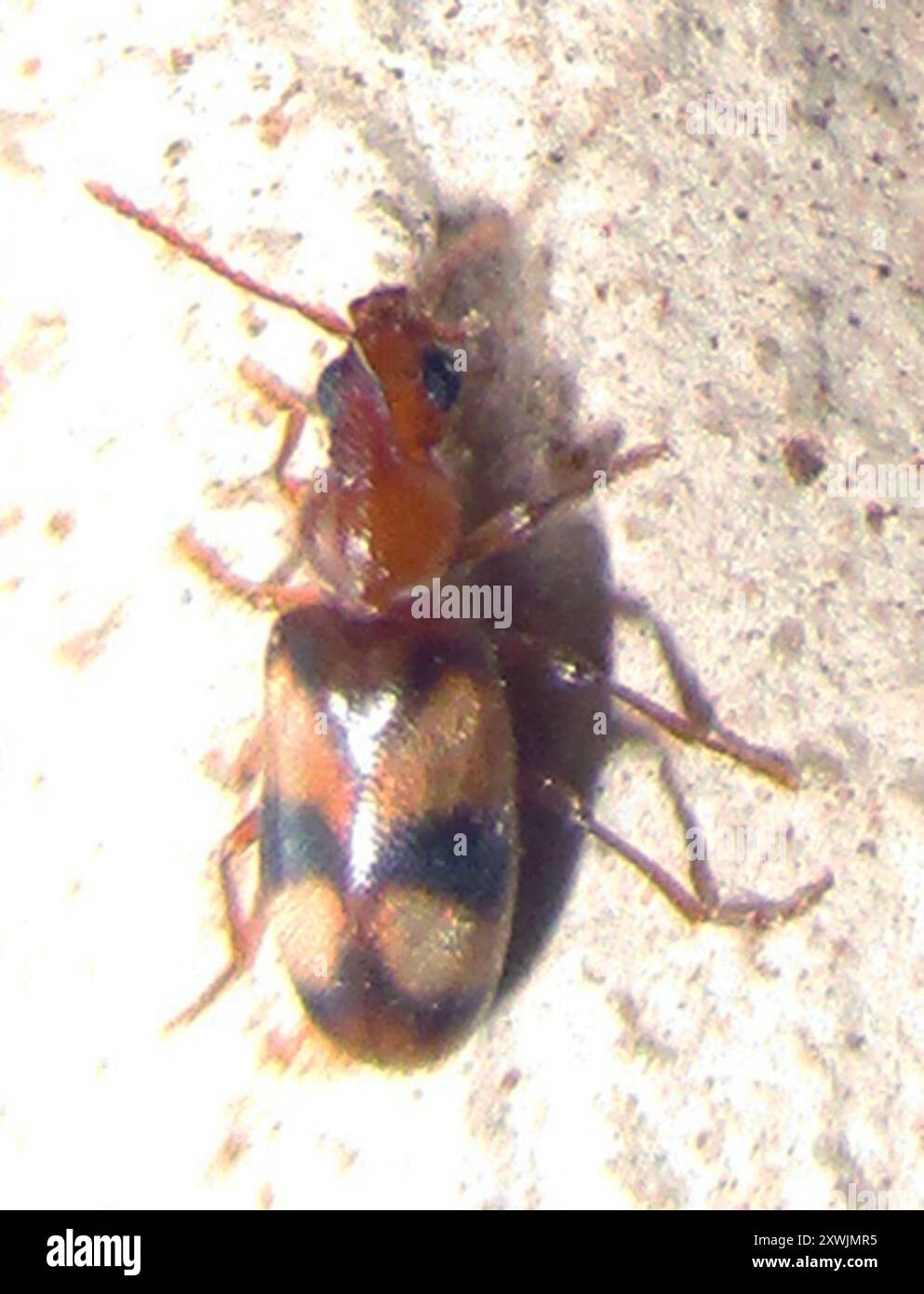 Hooded Antlike Flower Beetles (Notoxus) Insecta Stock Photo - Alamy