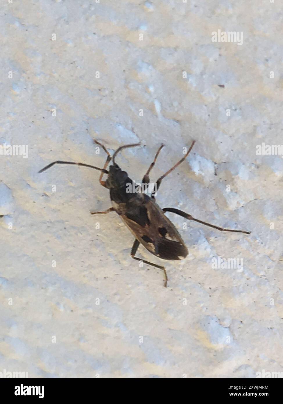 bright-spotted groundbug (Rhyparochromus vulgaris) Insecta Stock Photo ...