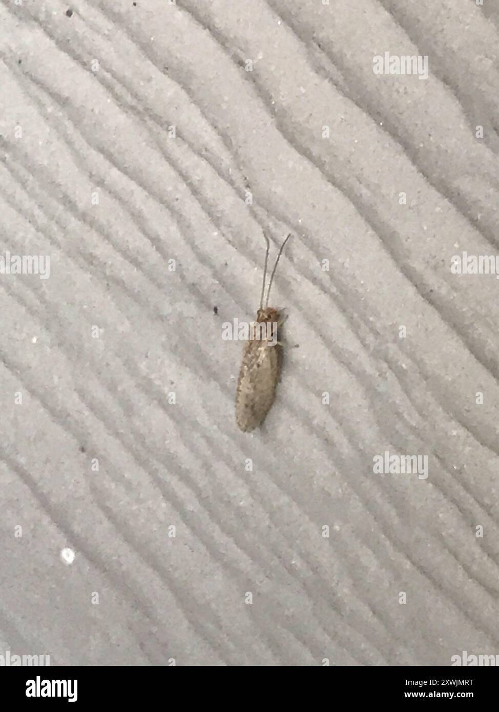 Antique Brown Lacewing (Micromus subanticus) Insecta Stock Photo - Alamy