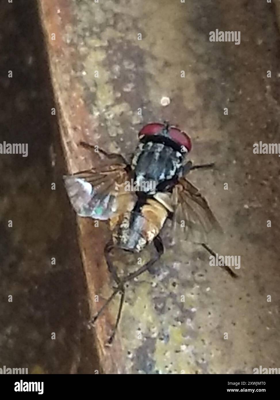 Common House Fly (Musca domestica) Insecta Stock Photo - Alamy