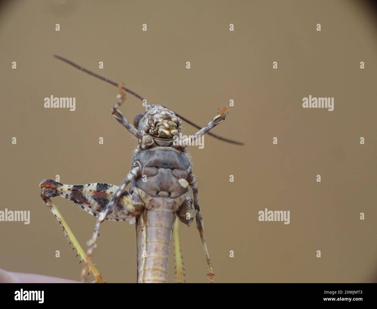 Seaside Grasshopper (Trimerotropis maritima) Insecta Stock Photo - Alamy