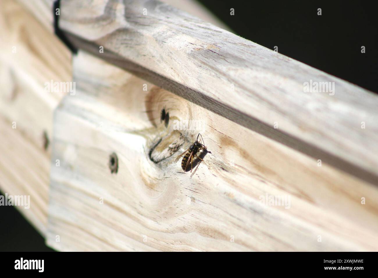 Western Yellowjacket (Vespula pensylvanica) Insecta Stock Photo - Alamy