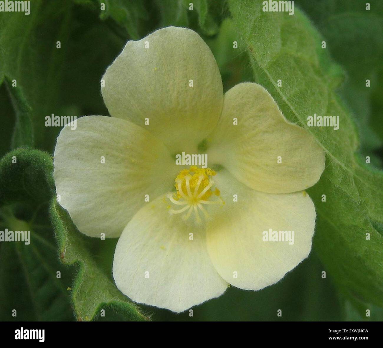 Pavonia burchellii hi-res stock photography and images - Alamy