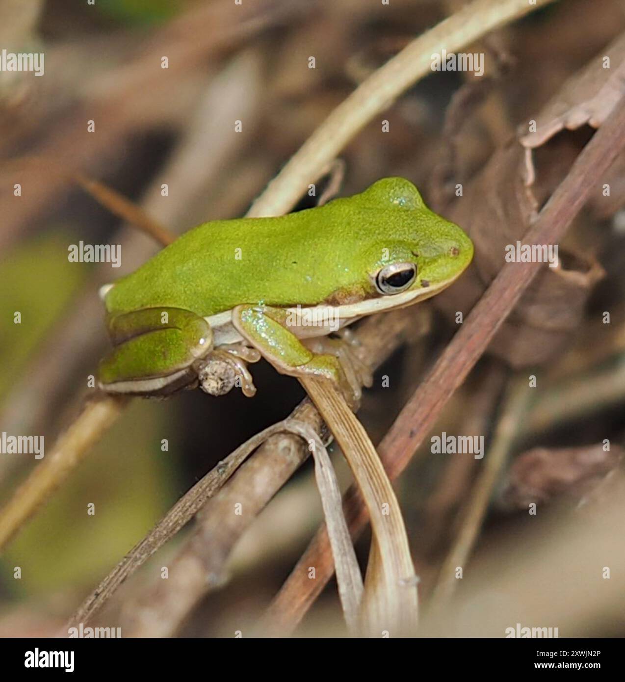 Green Treefrog (Hyla cinerea) Amphibia Stock Photo - Alamy
