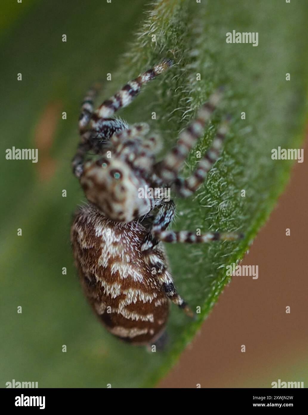 Peppered Jumping Spider (Pelegrina galathea) Arachnida Stock Photo - Alamy