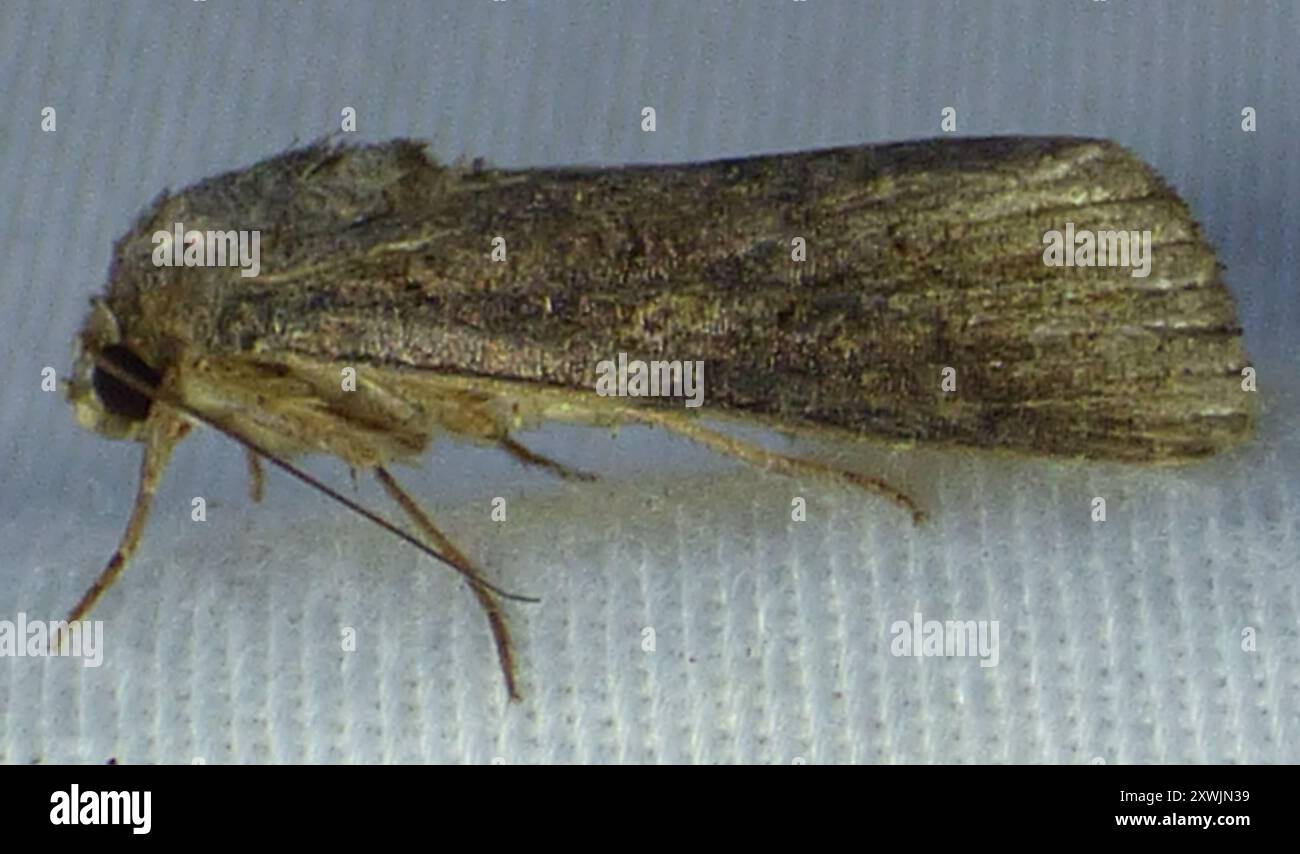 Fall Armyworm Moth (Spodoptera frugiperda) Insecta Stock Photo - Alamy