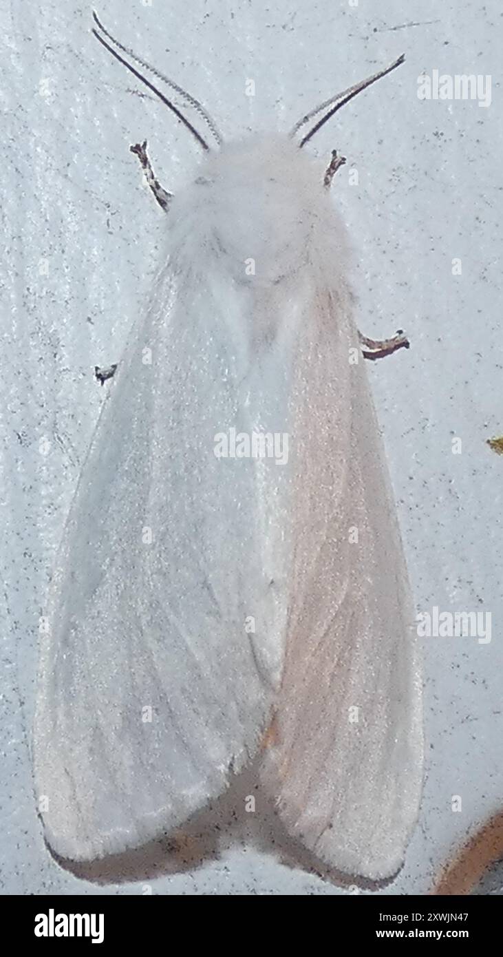 Spilosoma insecta hi-res stock photography and images - Alamy