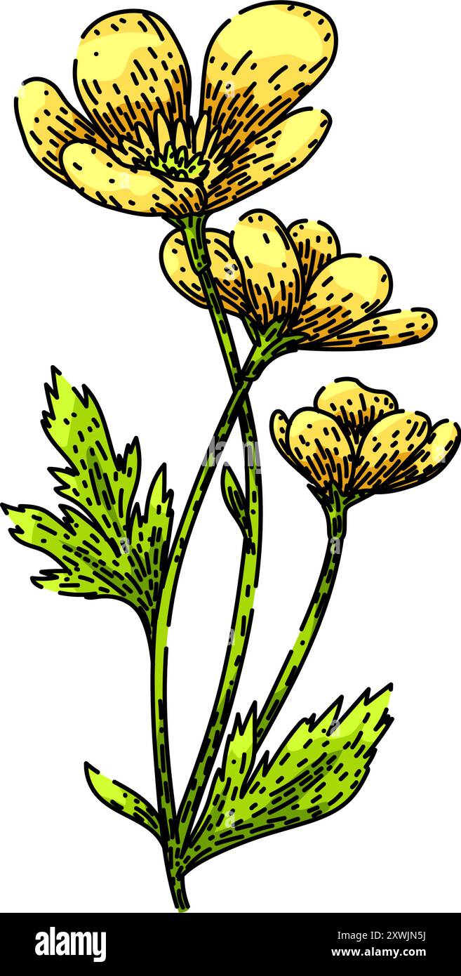 Buttercup yellow Stock Vector Images - Alamy