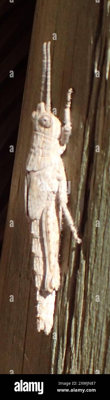 Bark-mimicking Grasshopper (Coryphistes ruricola) Insecta Stock Photo ...