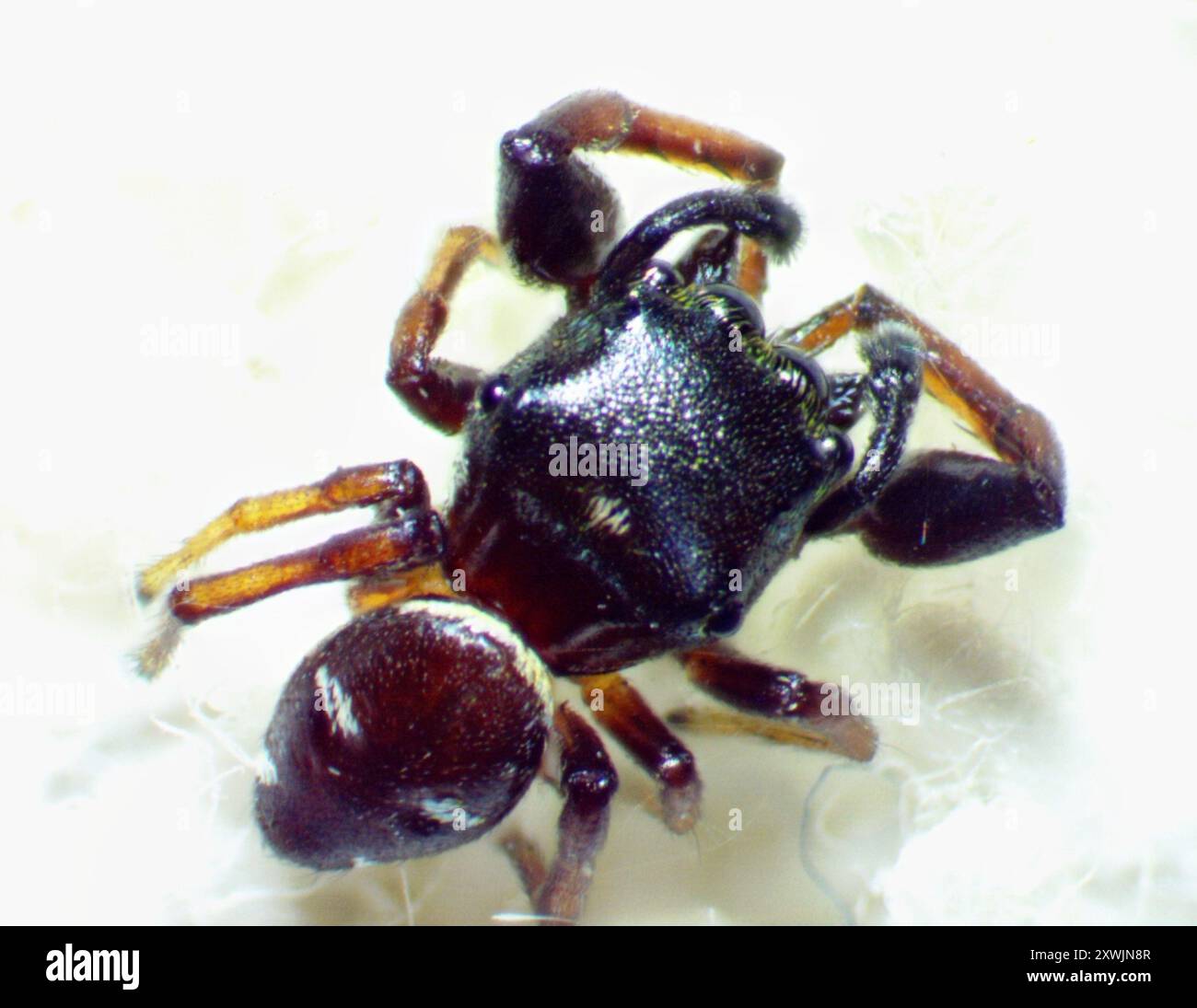 (Zygoballus sexpunctatus) Arachnida Stock Photo - Alamy