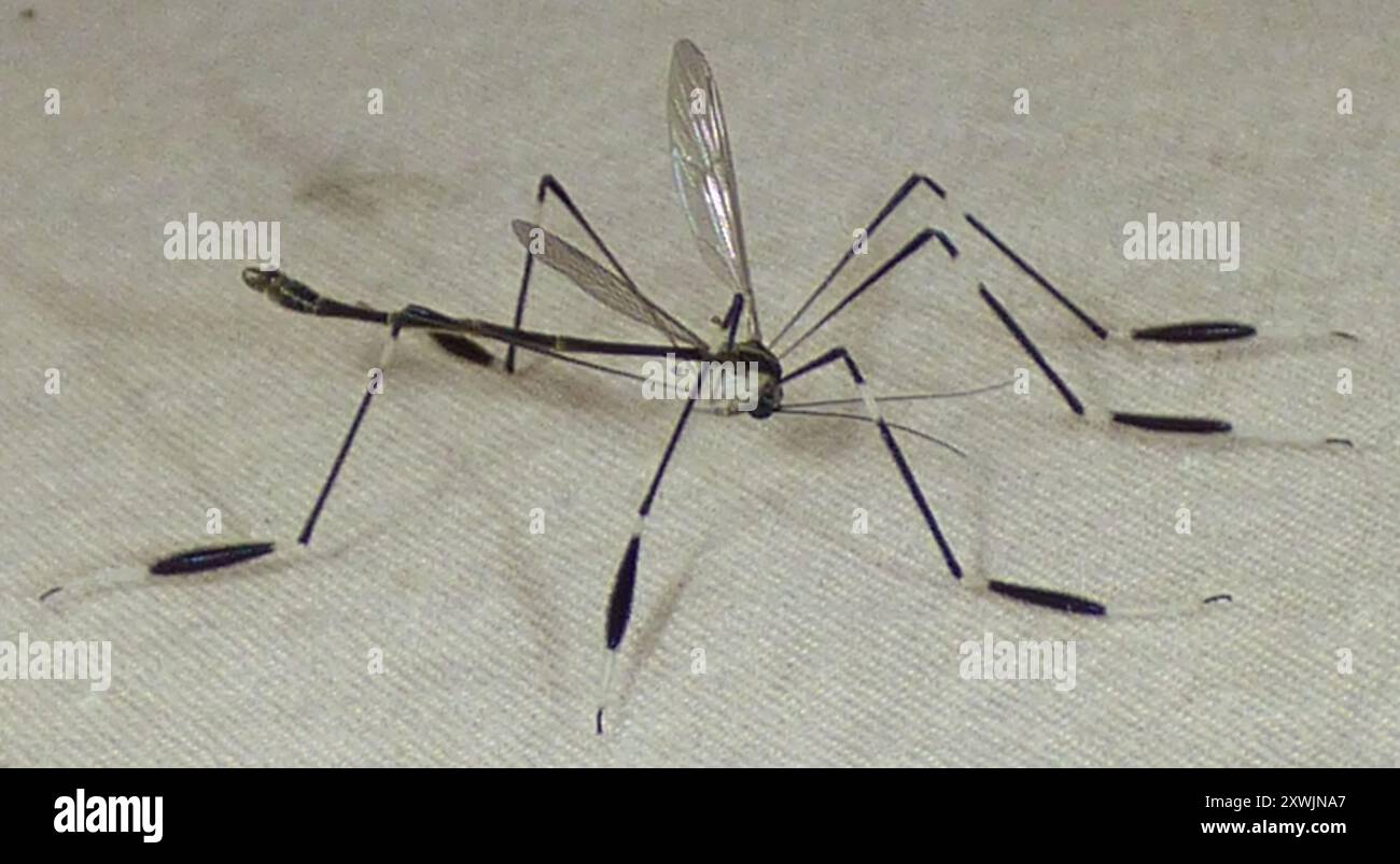 Eastern Phantom Crane Fly (Bittacomorpha clavipes) Insecta Stock Photo ...