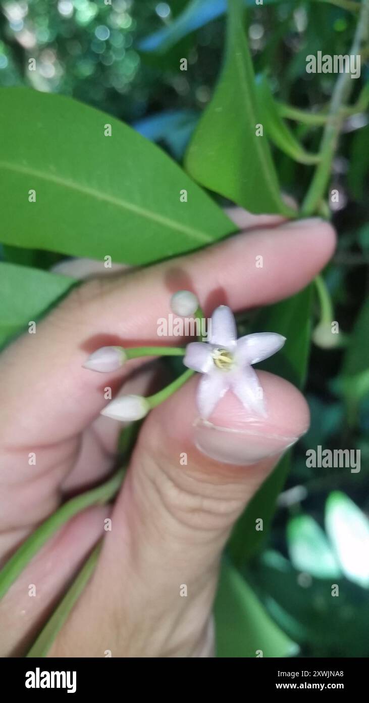 shoebutton Ardisia (Ardisia elliptica) Plantae Stock Photo - Alamy