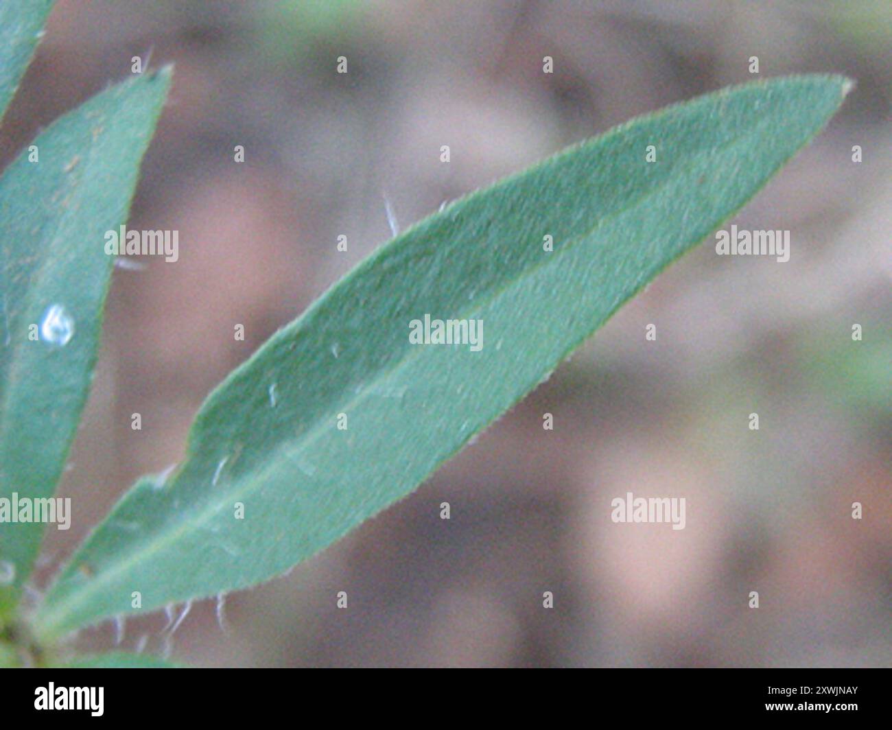 Surprise Packet (Blepharis maderaspatensis) Plantae Stock Photo - Alamy