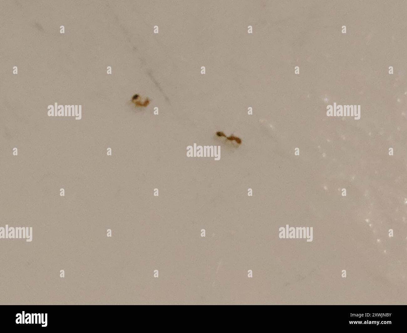 Pharaoh Ant (Monomorium pharaonis) Insecta Stock Photo - Alamy