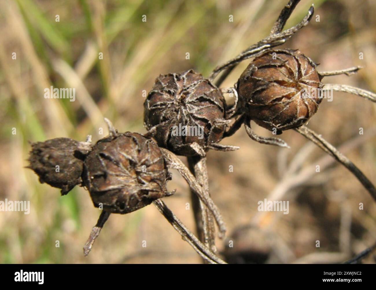Common Vomitdaisy (Geigeria ornativa) Plantae Stock Photo - Alamy