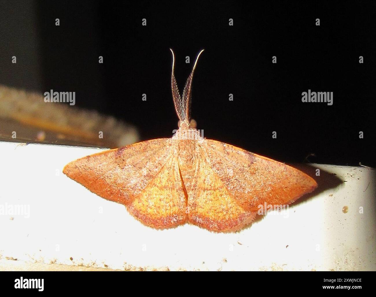 Geometer Moths (Geometridae) Insecta Stock Photo - Alamy